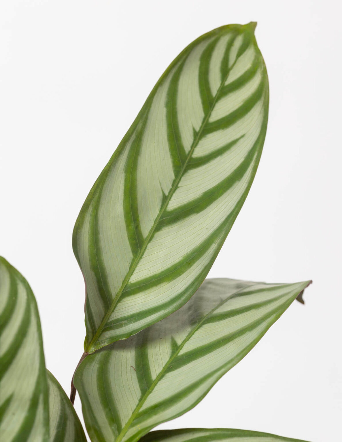 Cuidados de la Calathea Burle Marxii | Ypikue©